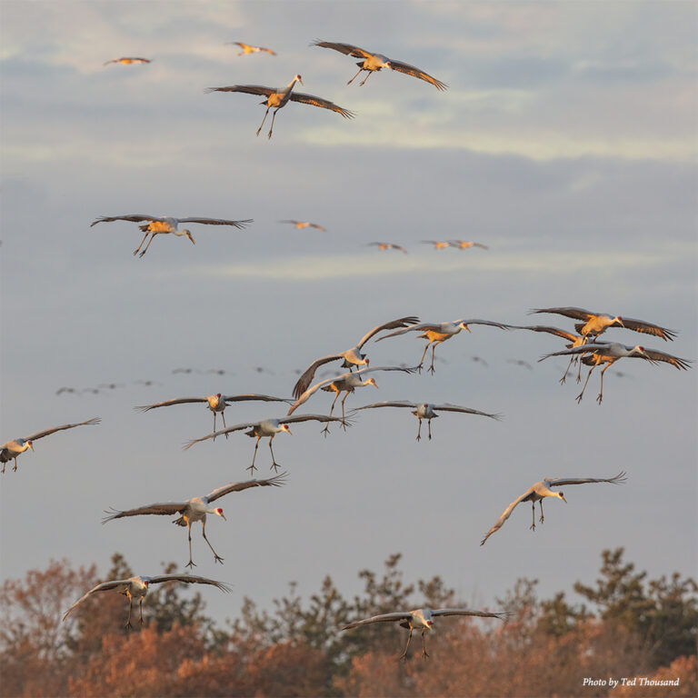 Great Midwest Crane Fest – Celebrating Community and Conservation